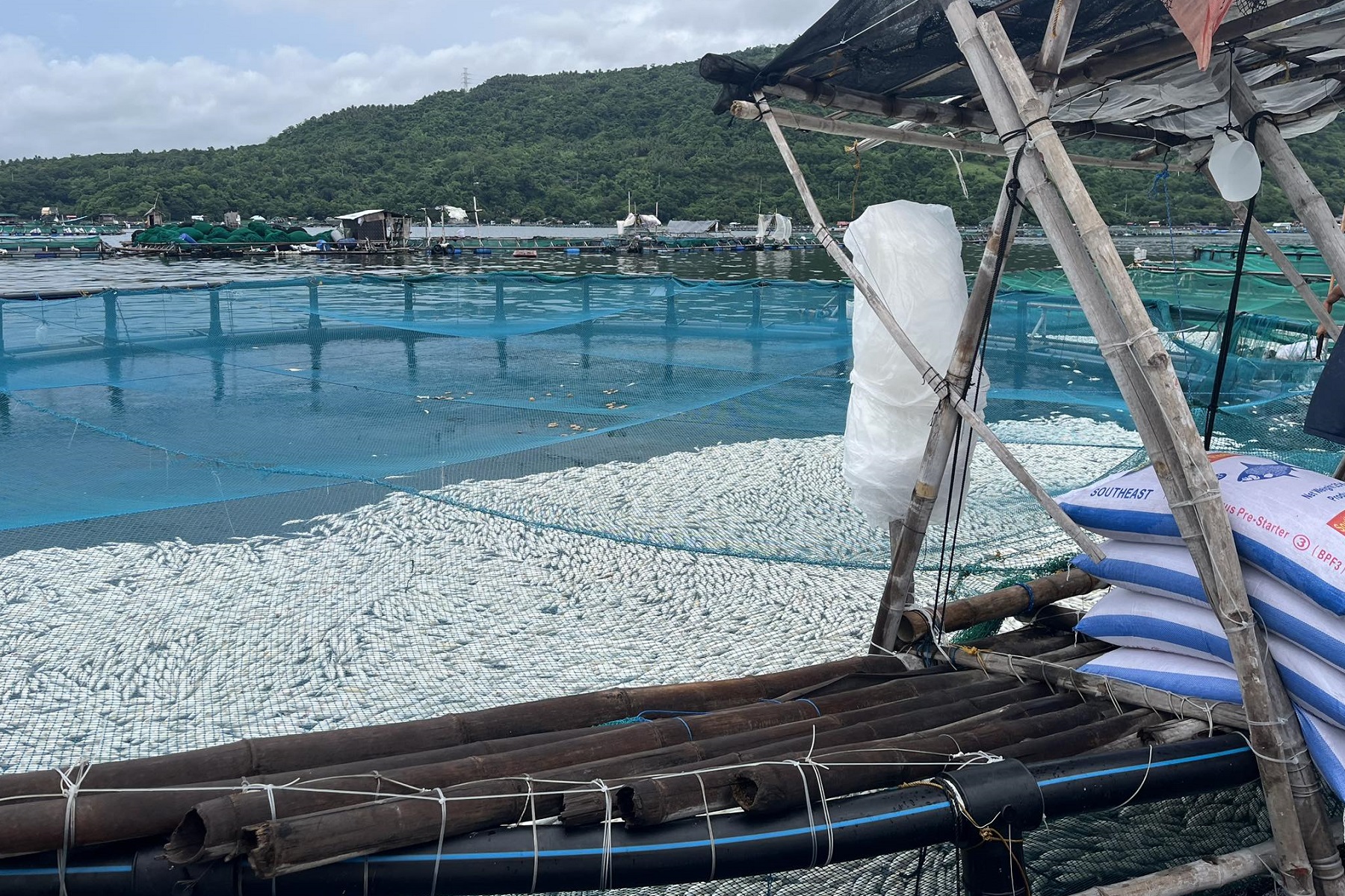 BFAR to fish cage operators in Taal Lake: harvest early - Philippine ... BFAR to fish cage operators in Taal Lake: harvest early - Philippine ...